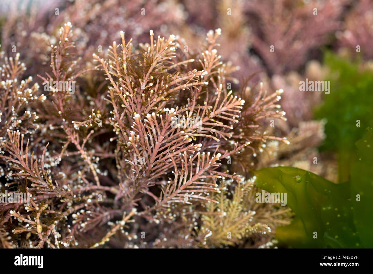 Corallina officinalis cornwall Stock Photo - Alamy