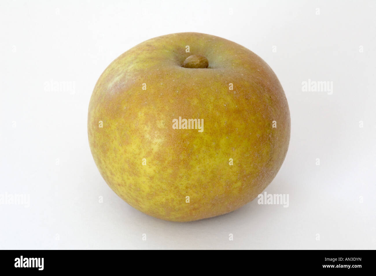 Ashmeads Kernel Heritage Apple "Malus domestica" on white background ...