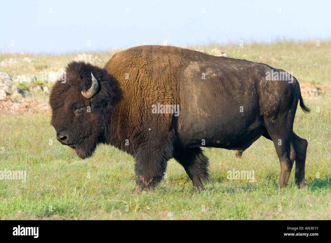 American Bison Bison bison Wichita National Wildlife Refuge Oklahoma ...