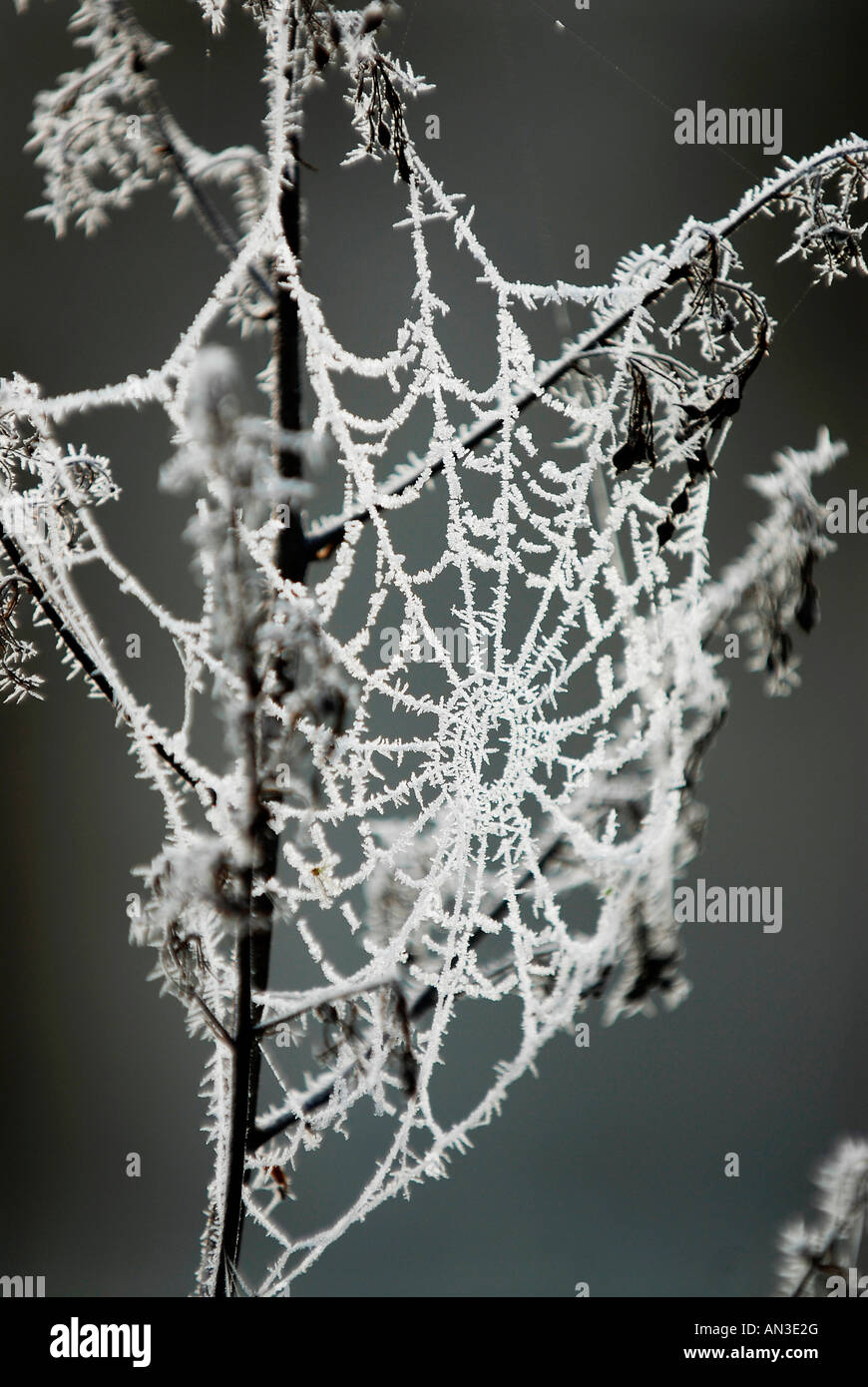 frosty spider web Stock Photo - Alamy
