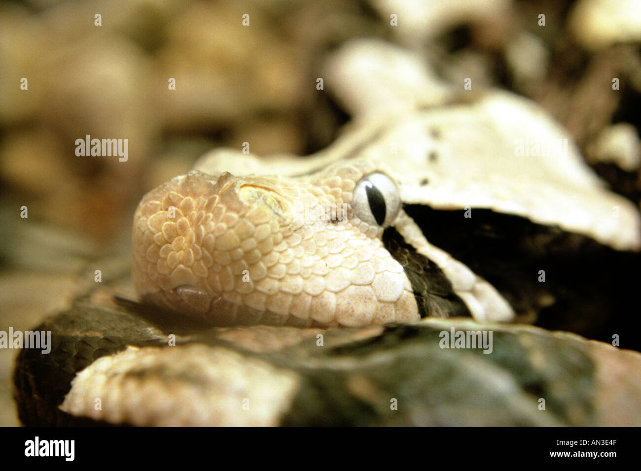 Adder face hi-res stock photography and images - Alamy
