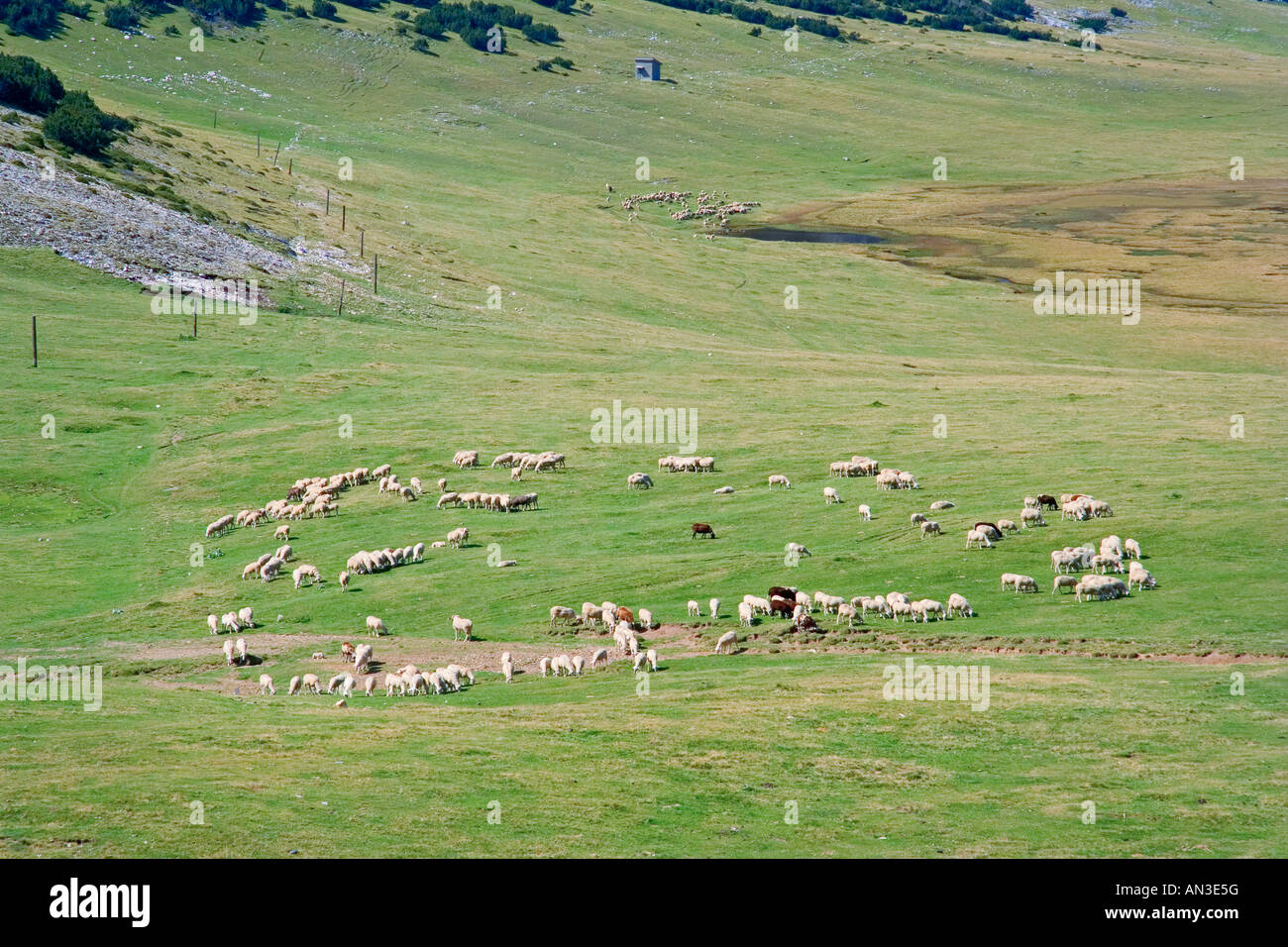 Food for cattle and sheep hi-res stock photography and images - Alamy