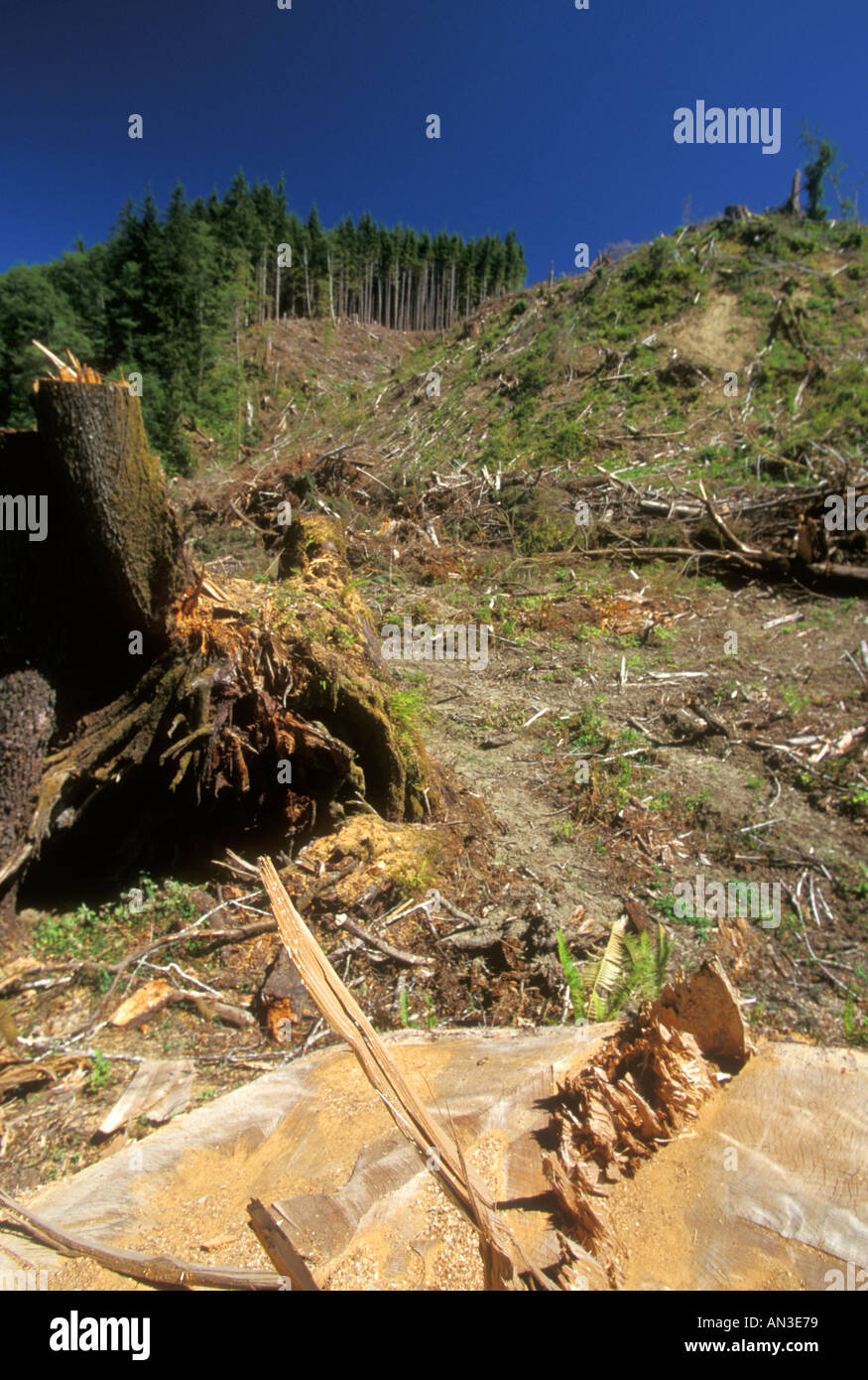 Logging on the olympic peninsula hi-res stock photography and images ...