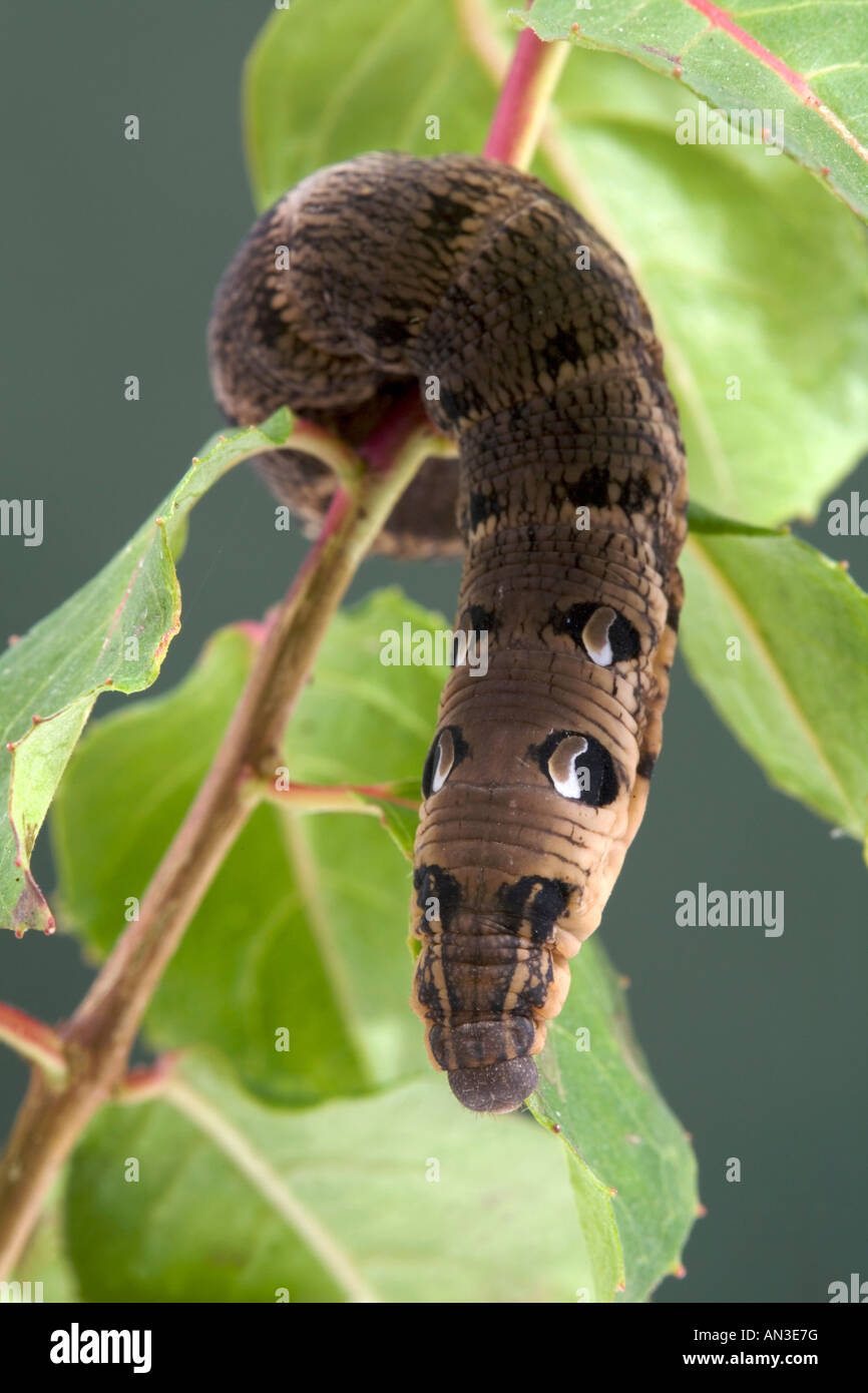 Elephant hawkmoth caterpillar hi-res stock photography and images - Alamy