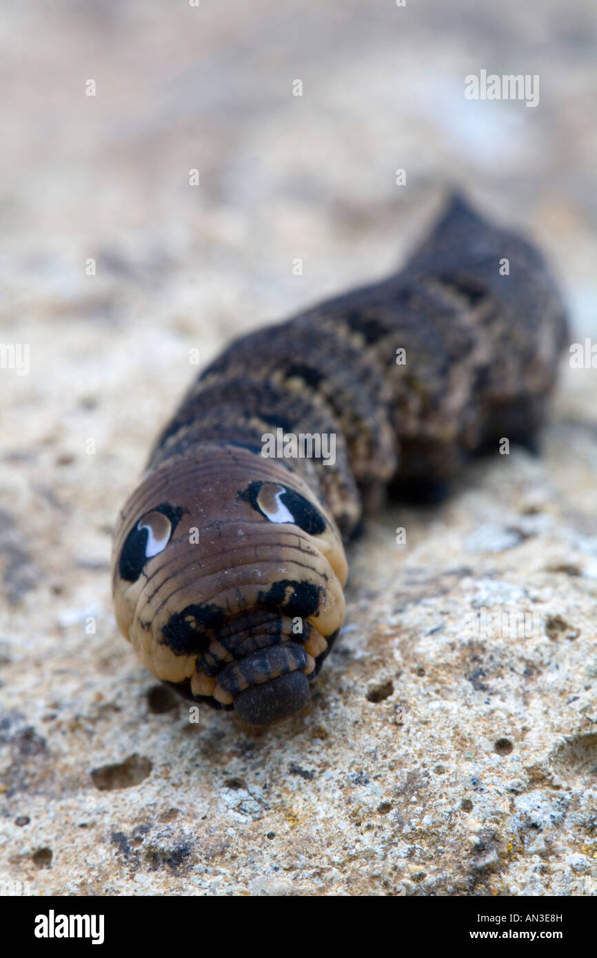 larva or caterpillar of the elephant hawkmoth Deilephila elpenor Stock ...
