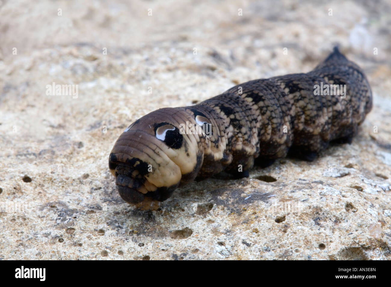 larva or caterpillar of the elephant hawkmoth Deilephila elpenor Stock ...