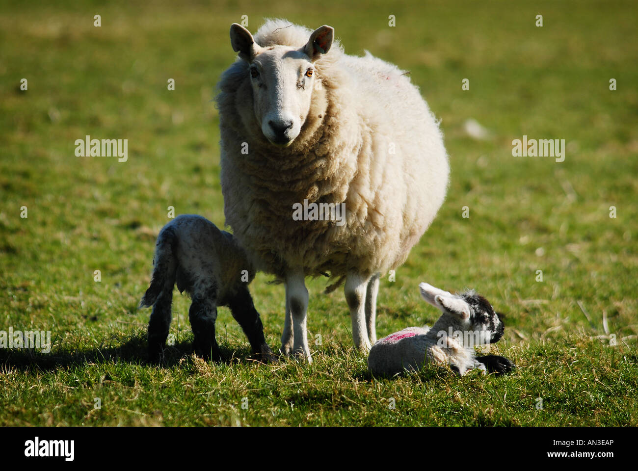 Ewe and two lambs Stock Photo - Alamy