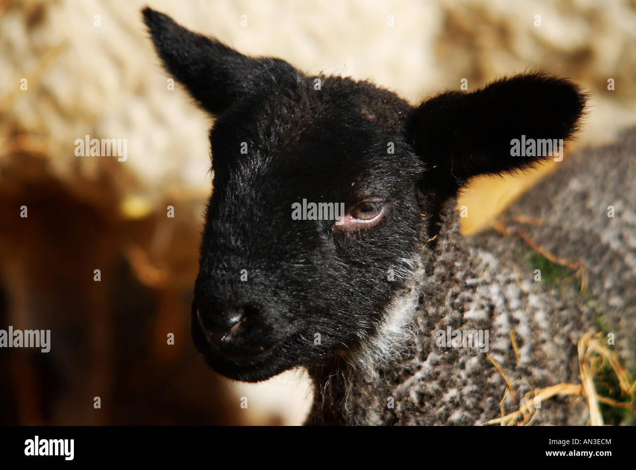 Black face lamb hi-res stock photography and images - Alamy