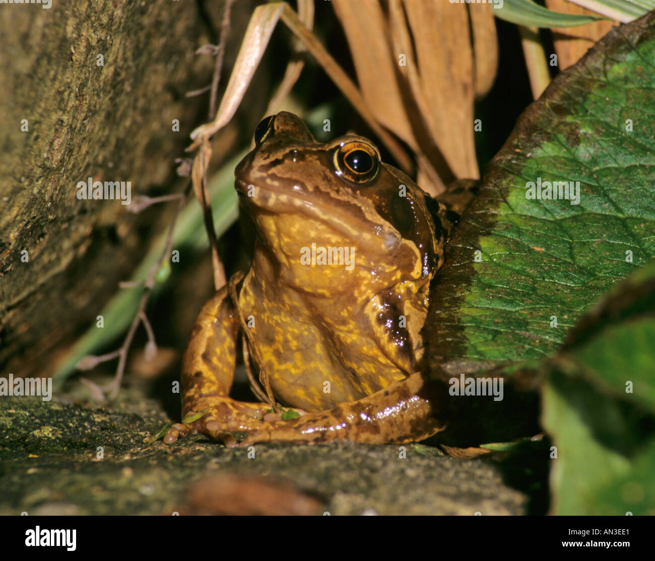 Common Frog Rana temporaria Stock Photo - Alamy
