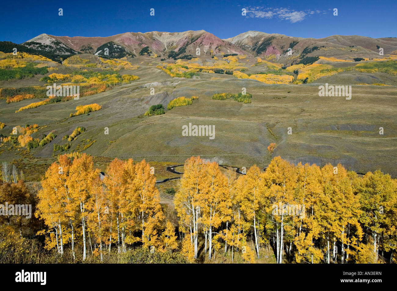Autumn forest in Colorado Stock Photo - Alamy