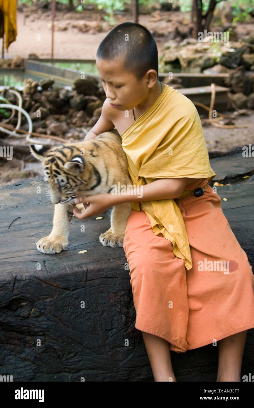 Boy Monk with baby Tiger Stock Photo - Alamy