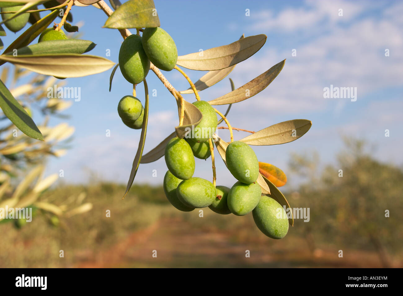 Olive tree croatia light hi-res stock photography and images - Alamy