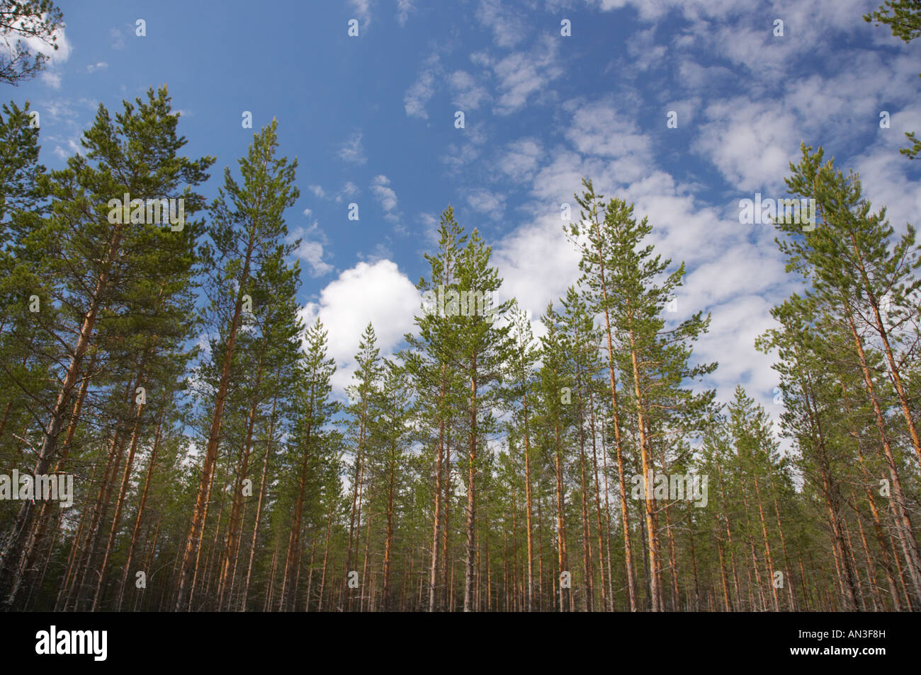 Finnish pine forest finland hi-res stock photography and images - Alamy