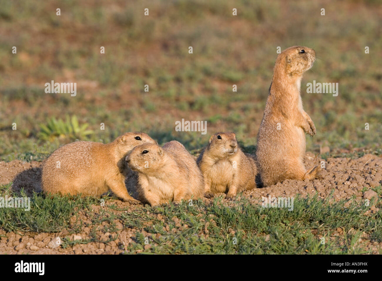 Two prairie dogs grassland hi-res stock photography and images - Alamy