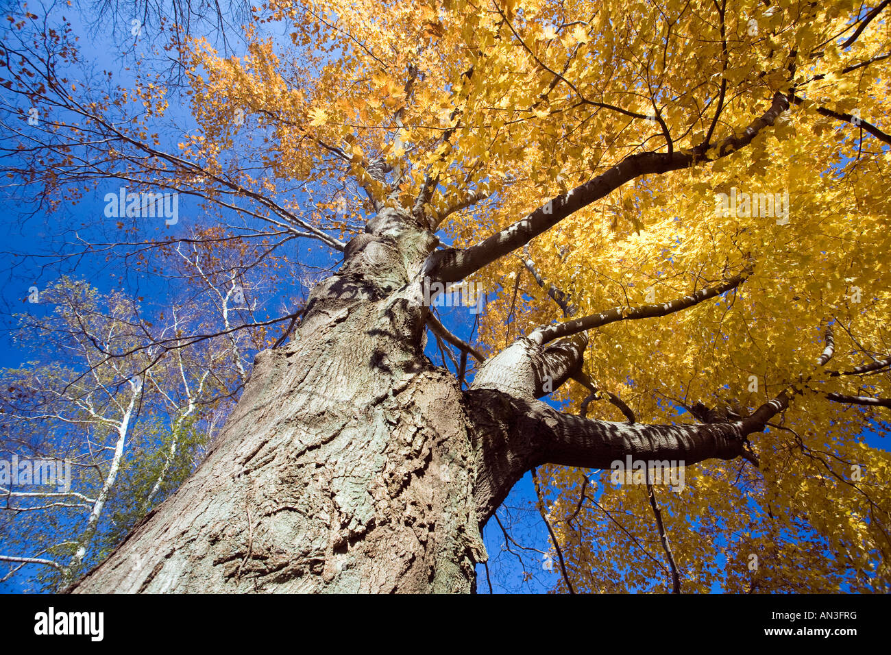 Maple in the fall, CT, USA Stock Photo - Alamy
