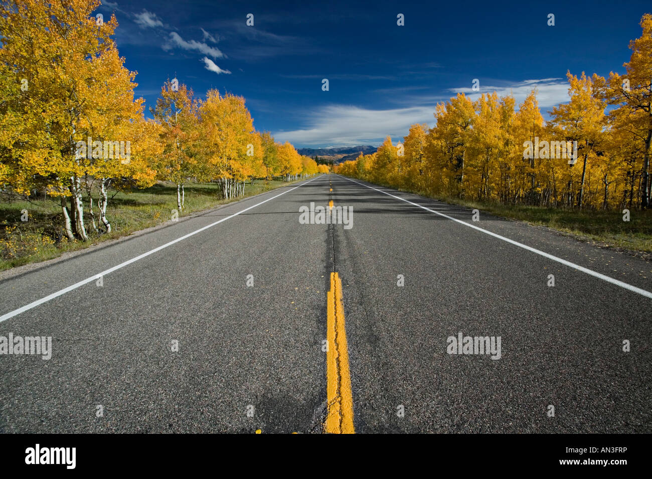 Highway through the autumn aspen forest Stock Photo - Alamy