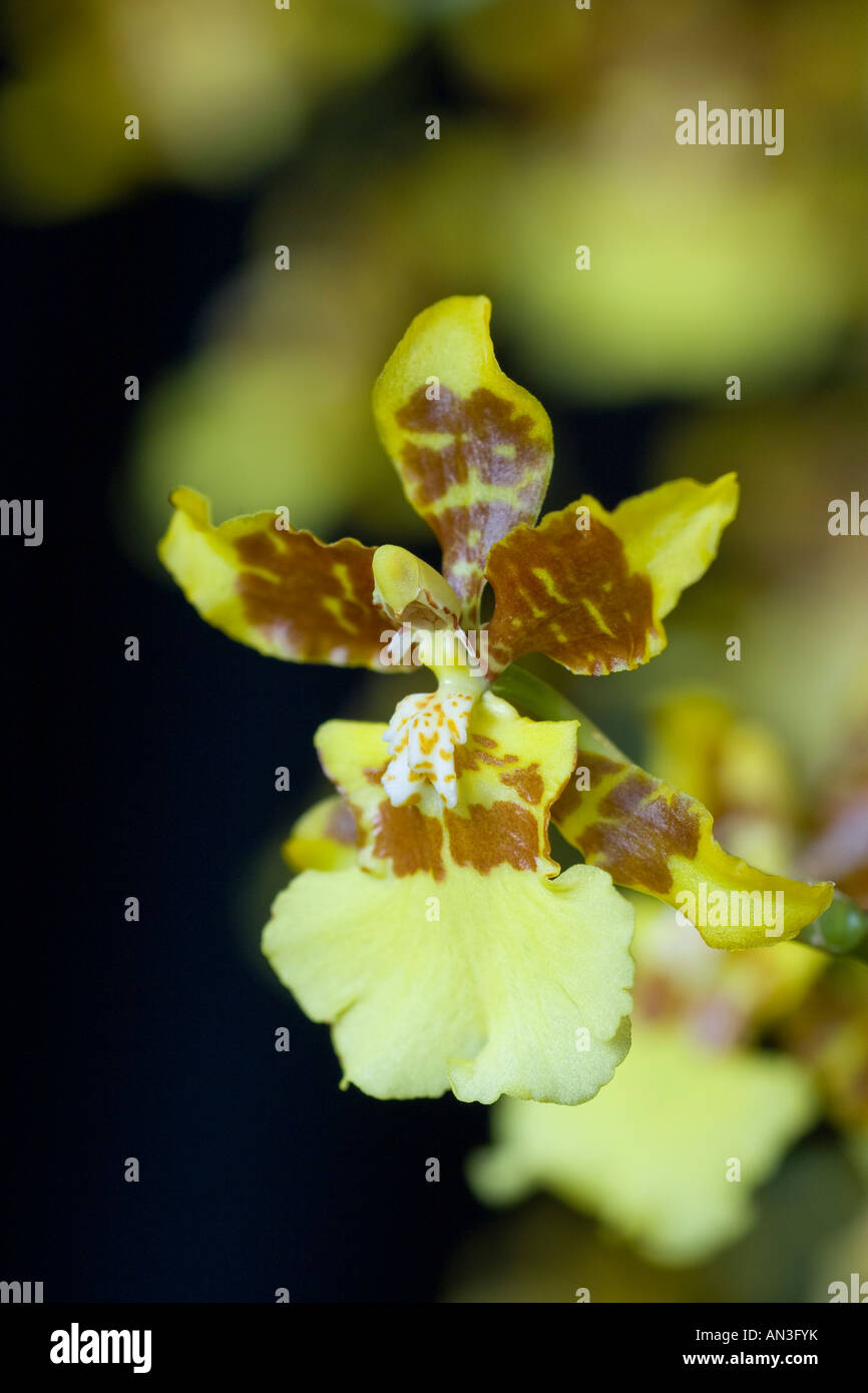 Dancing Lady orchid Stock Photo - Alamy