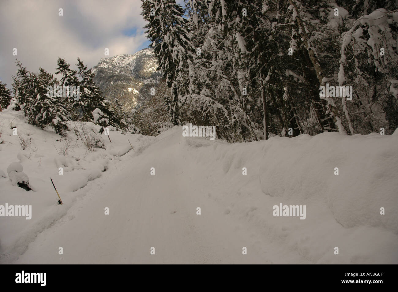 Alpen alps wald forest nadelbaum hi-res stock photography and images ...