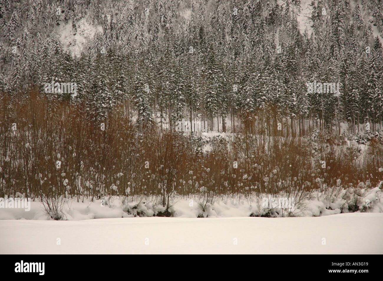 Alpen alps wald forest nadelbaum hi-res stock photography and images ...