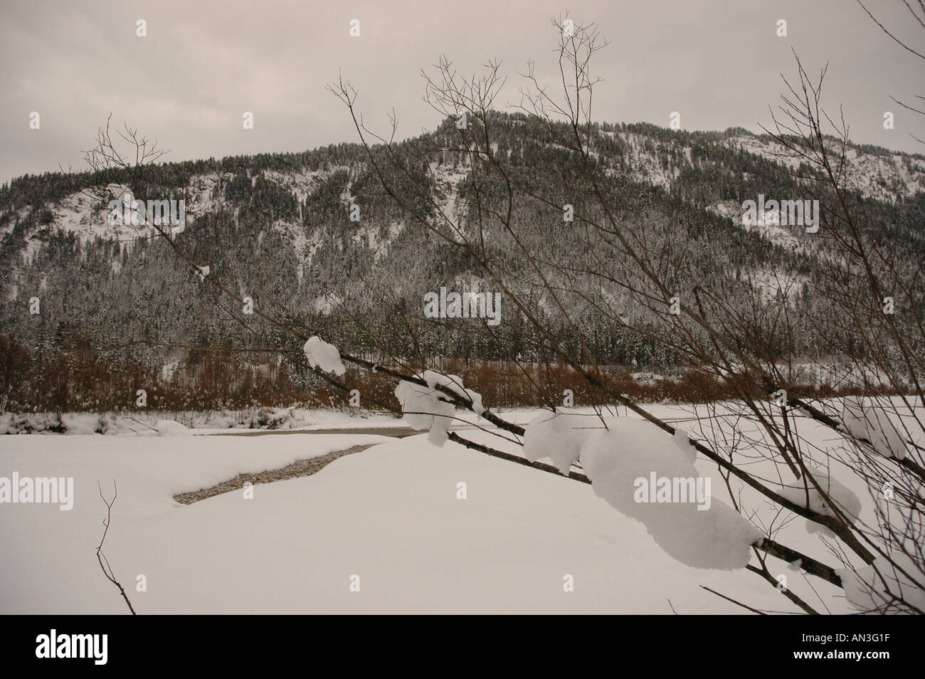 Alpen alps wald forest nadelbaum hi-res stock photography and images ...