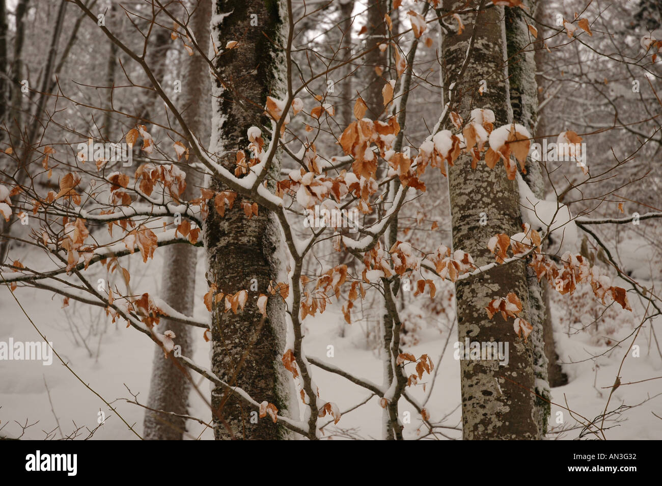 Wiggly Tree High Resolution Stock Photography and Images - Alamy