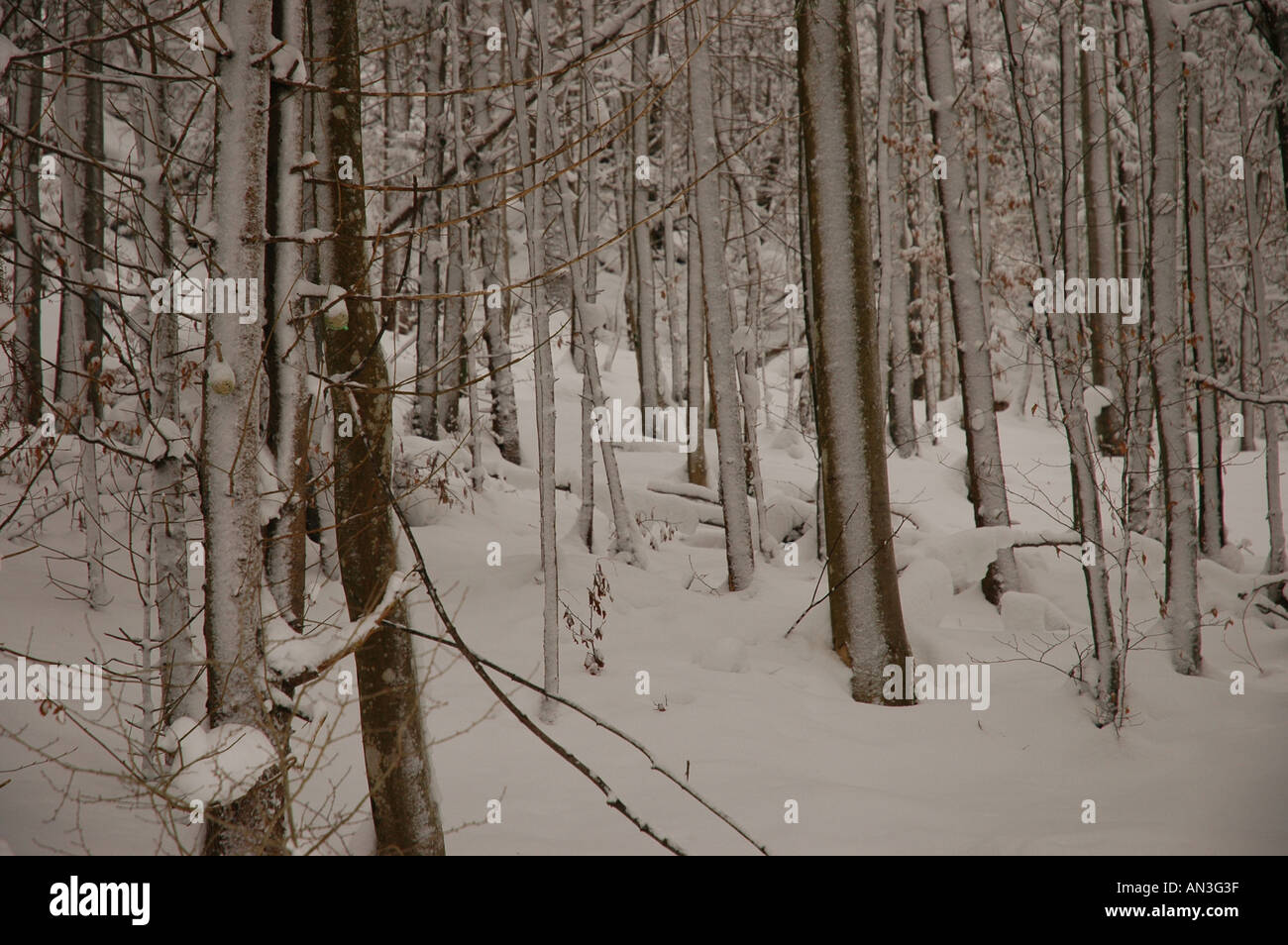 Alpen alps wald forest nadelbaum hi-res stock photography and images ...
