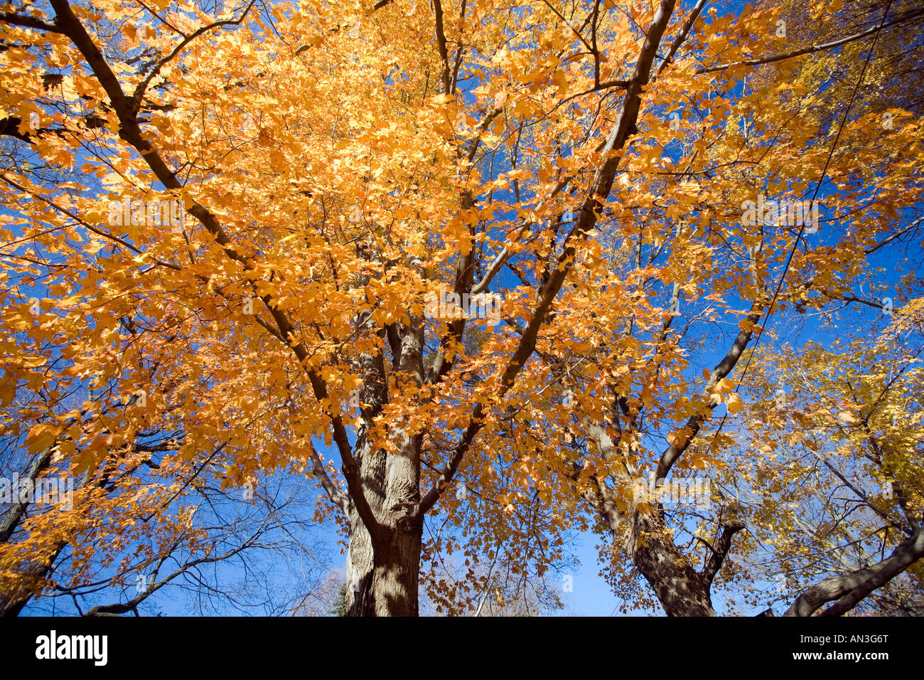 Dead tree trunks new england hi-res stock photography and images - Alamy