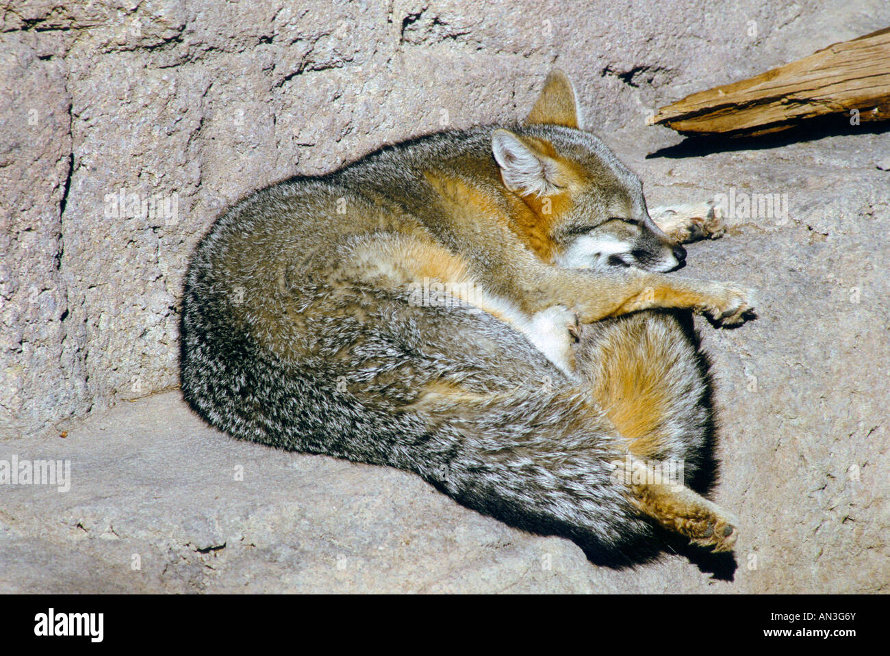 Gray Fox Urocyon cinereoargenteus Arizona Sonora Desert Museum Tucson ...