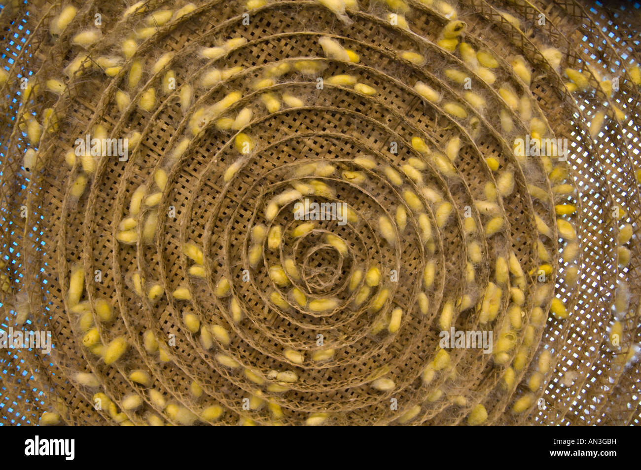Silk worm cocoons Stock Photo - Alamy