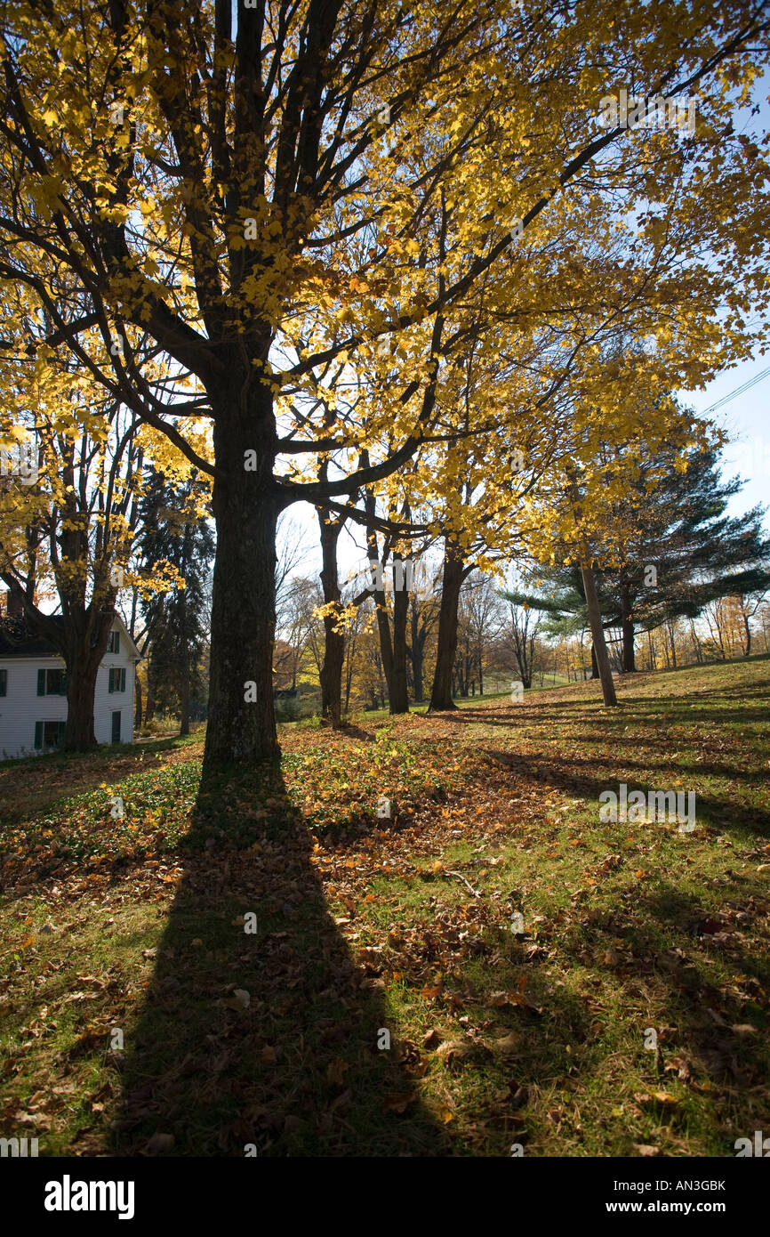 Back lit image of a big maple tree, CT, USA Stock Photo - Alamy