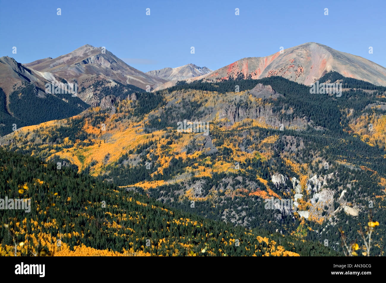 Autumn forest in Colorado Stock Photo - Alamy
