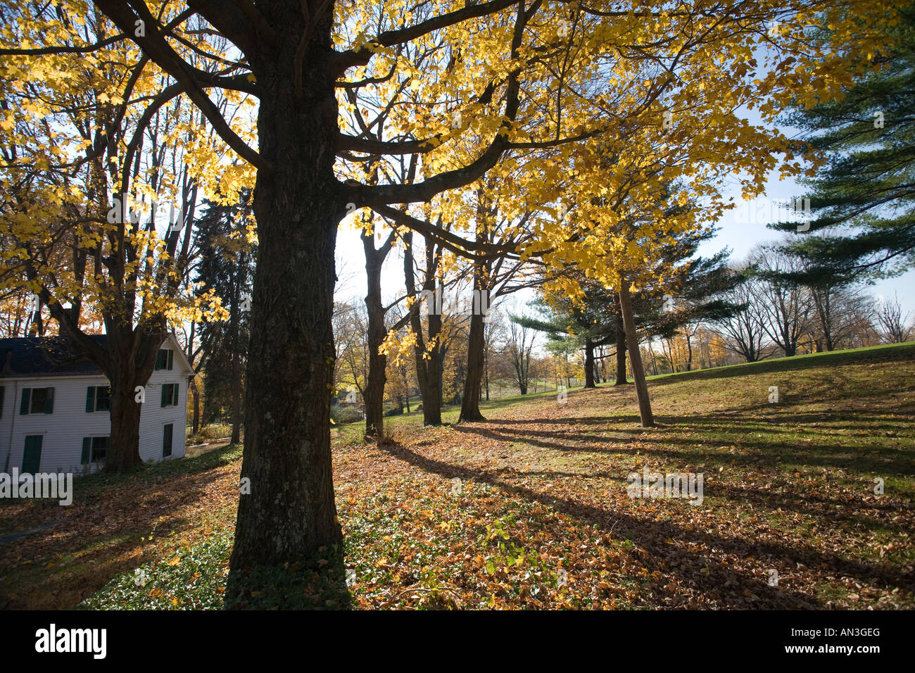 Back lit image of a big maple tree, CT, USA Stock Photo - Alamy