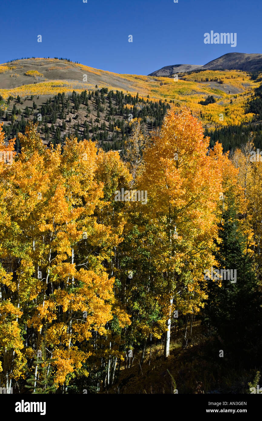 Autumn forest in Colorado Stock Photo - Alamy