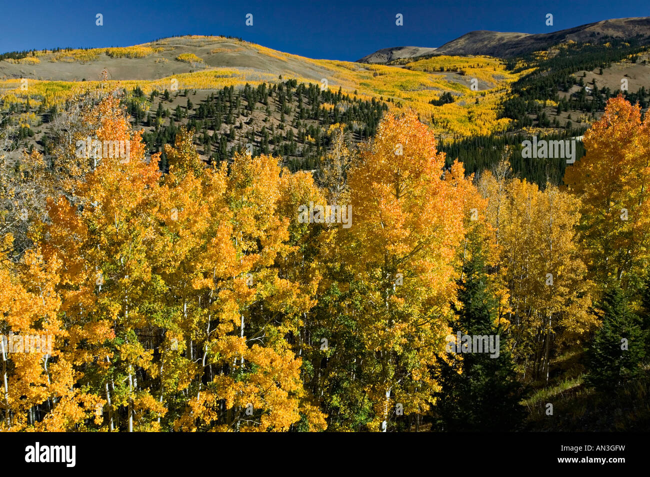 Autumn forest in Colorado Stock Photo - Alamy