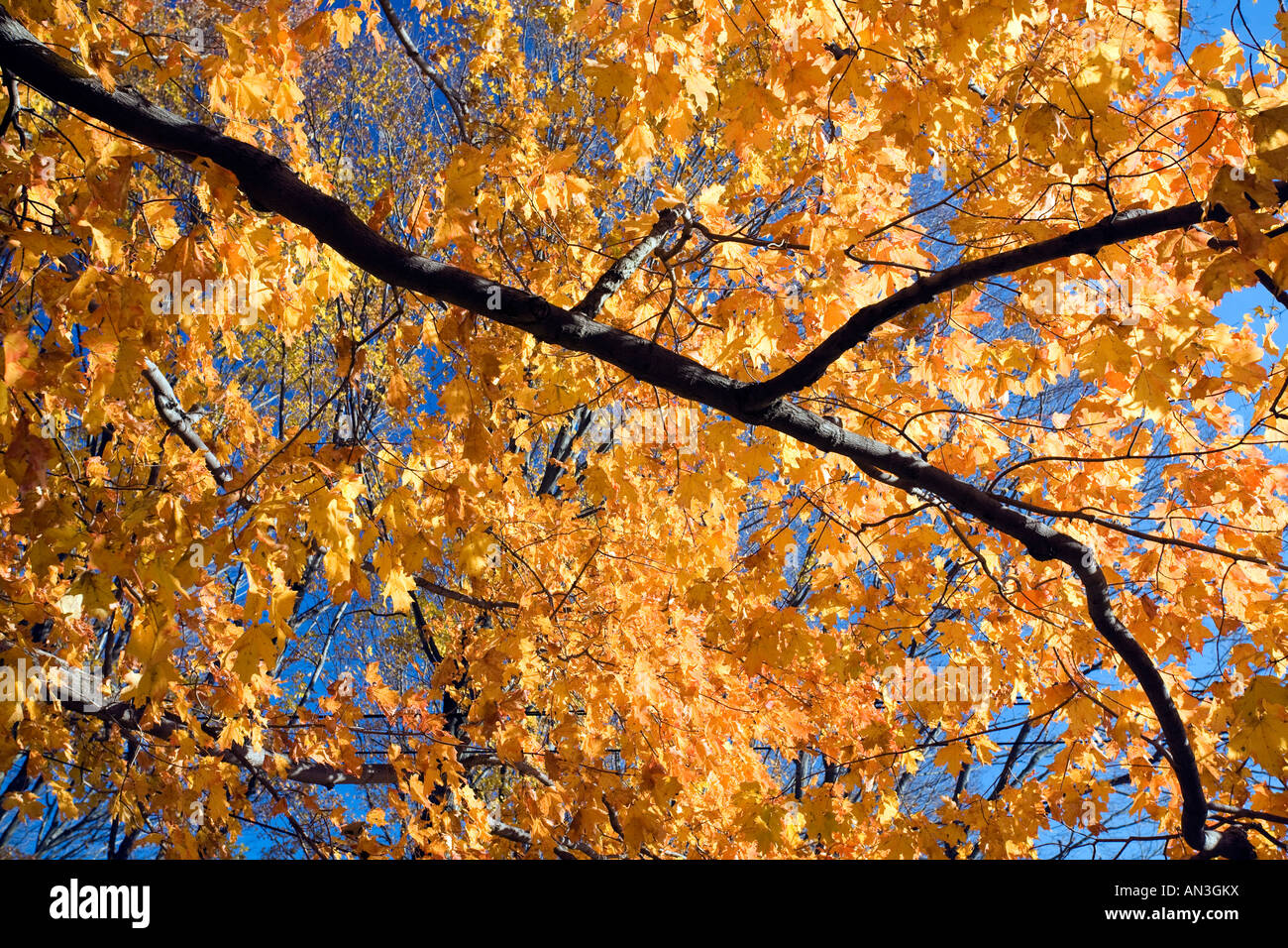 Maple tree in the fall, USA Stock Photo - Alamy