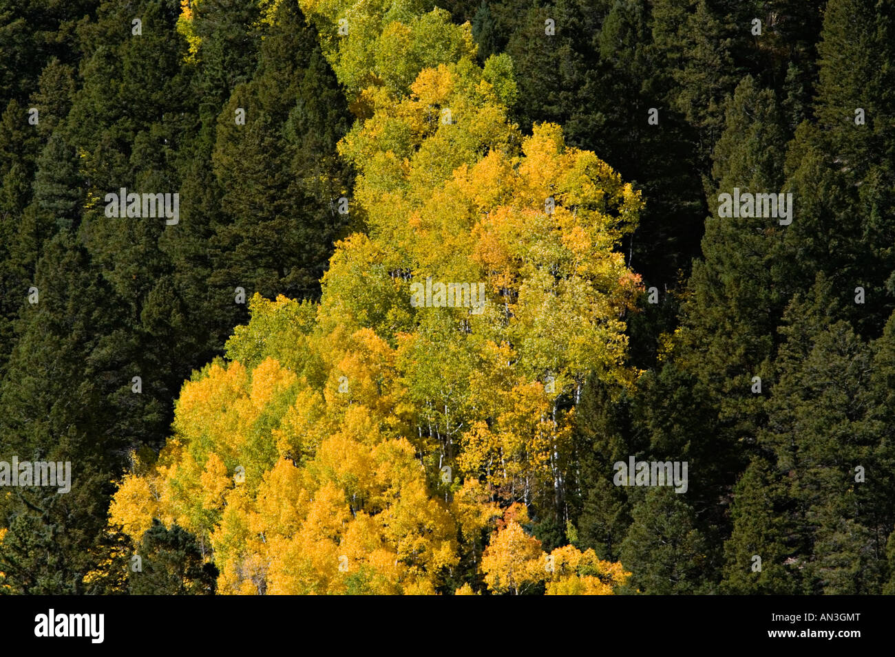 Autumn forest in Colorado Stock Photo - Alamy