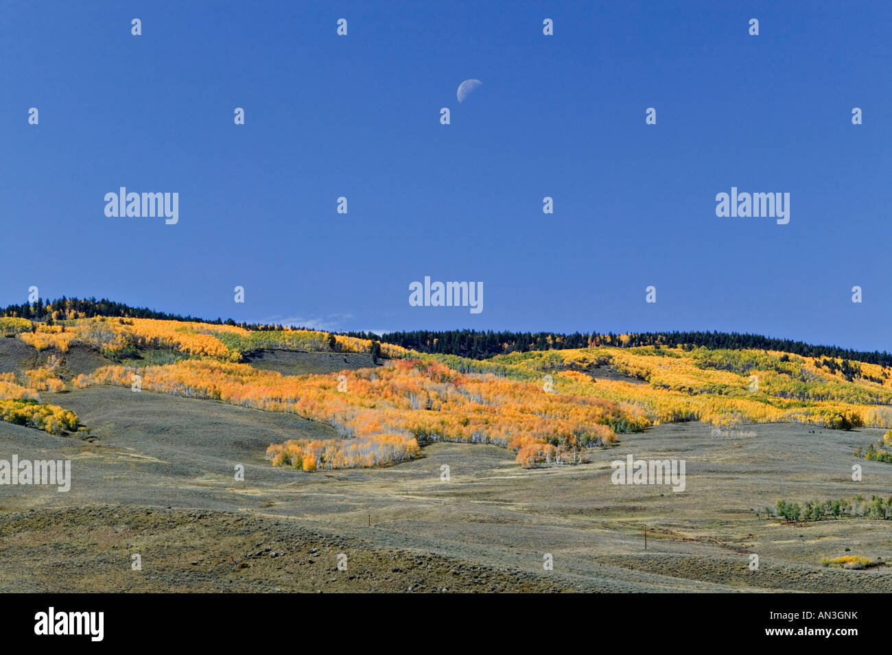 Autumn forest in Colorado Stock Photo - Alamy