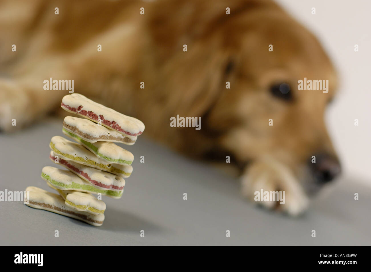 Dog eating cake hi-res stock photography and images - Alamy