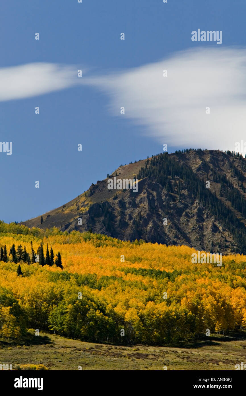 Autumn forest in Colorado Stock Photo - Alamy
