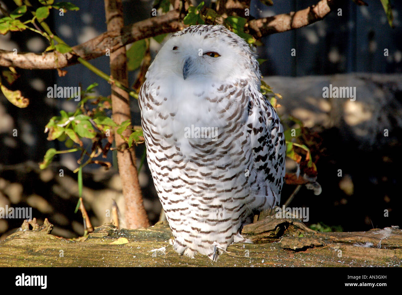Female Snowy Owl Stock Photo - Alamy