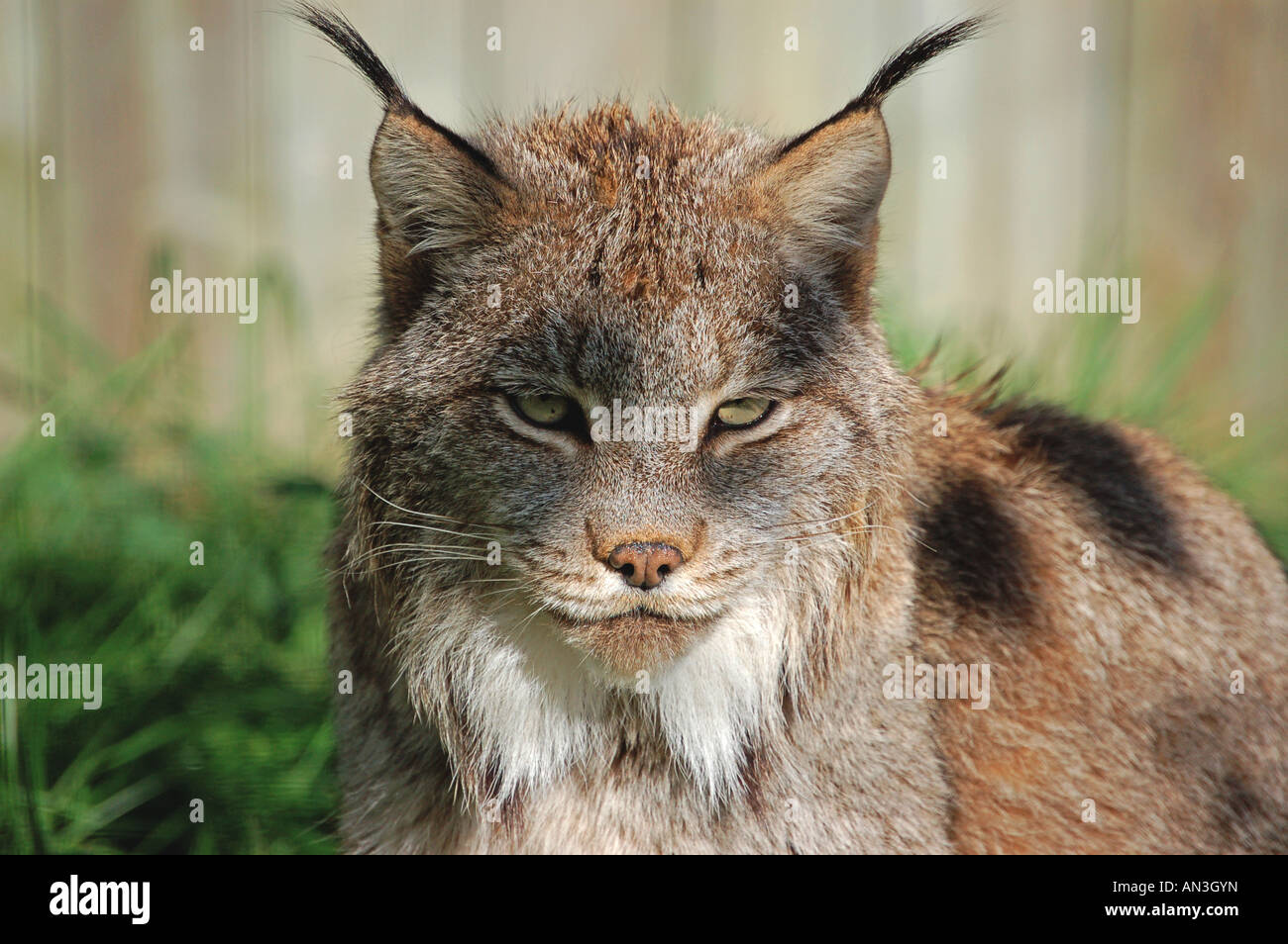 A lynx hi-res stock photography and images - Alamy