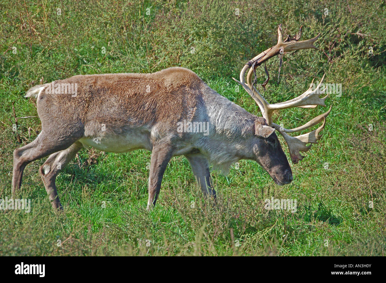 Quebec caribou summer hi-res stock photography and images - Alamy
