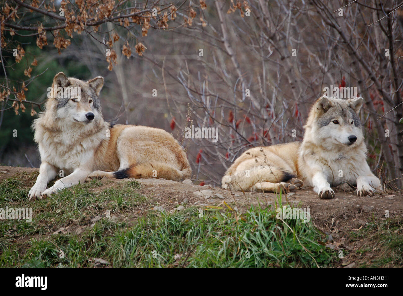 A Timber Wolf pair Stock Photo - Alamy