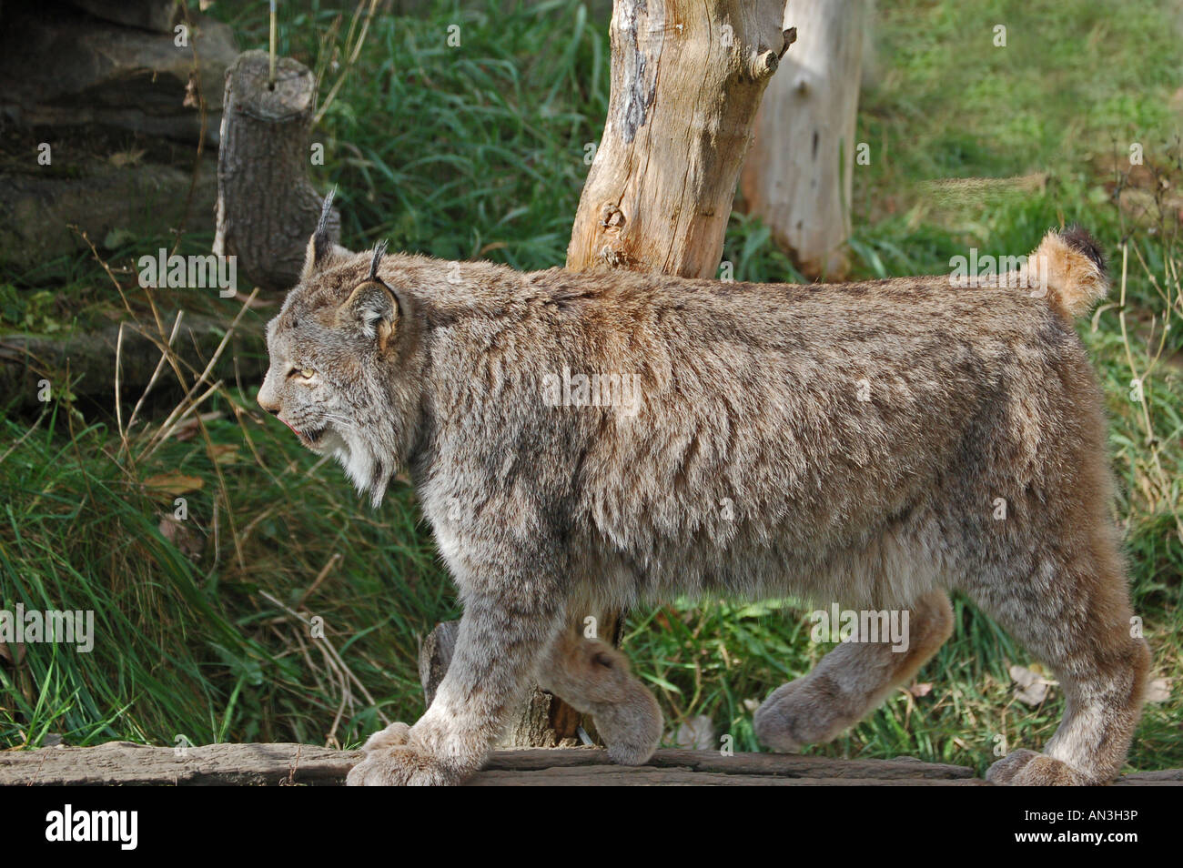 A lynx hi-res stock photography and images - Alamy