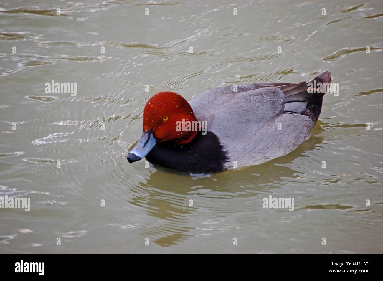A Redhead Duck Stock Photo - Alamy