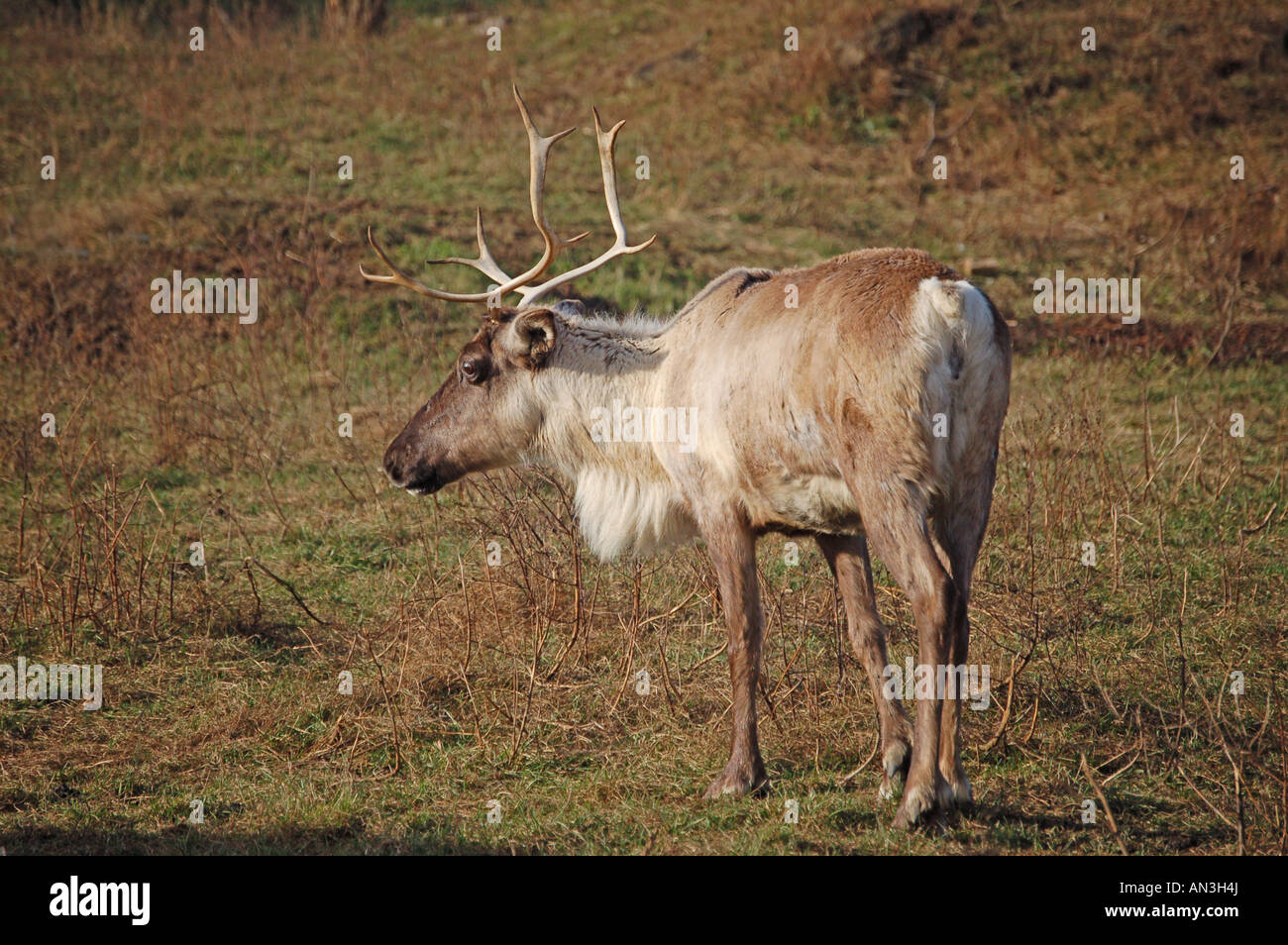 A female Woodland Caribou Stock Photo - Alamy