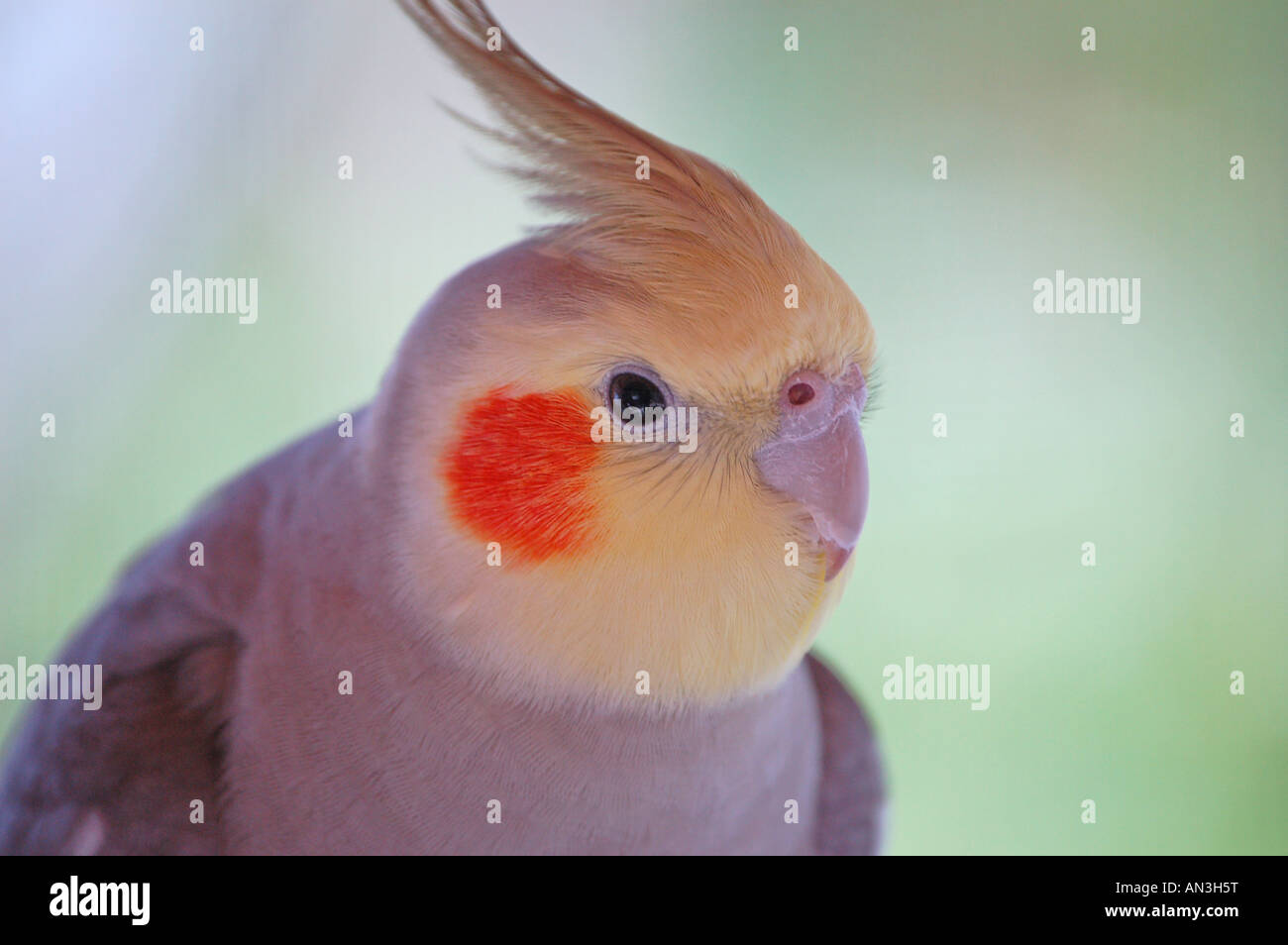 A pet Cockatiel Stock Photo - Alamy