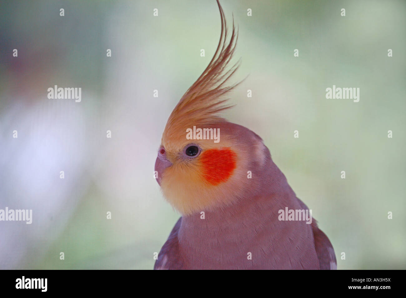 A pet Cockatiel Stock Photo - Alamy