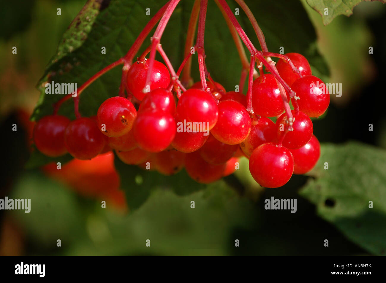 Red berries in Fall Stock Photo - Alamy