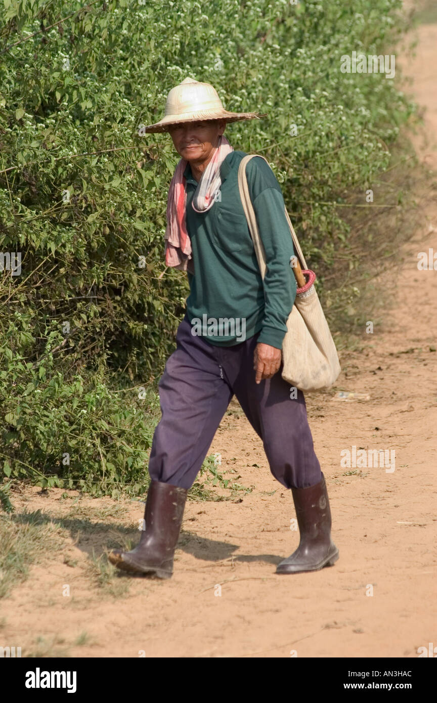 Cattle Farming North Area From Chiang Rai Northern Thailand South East